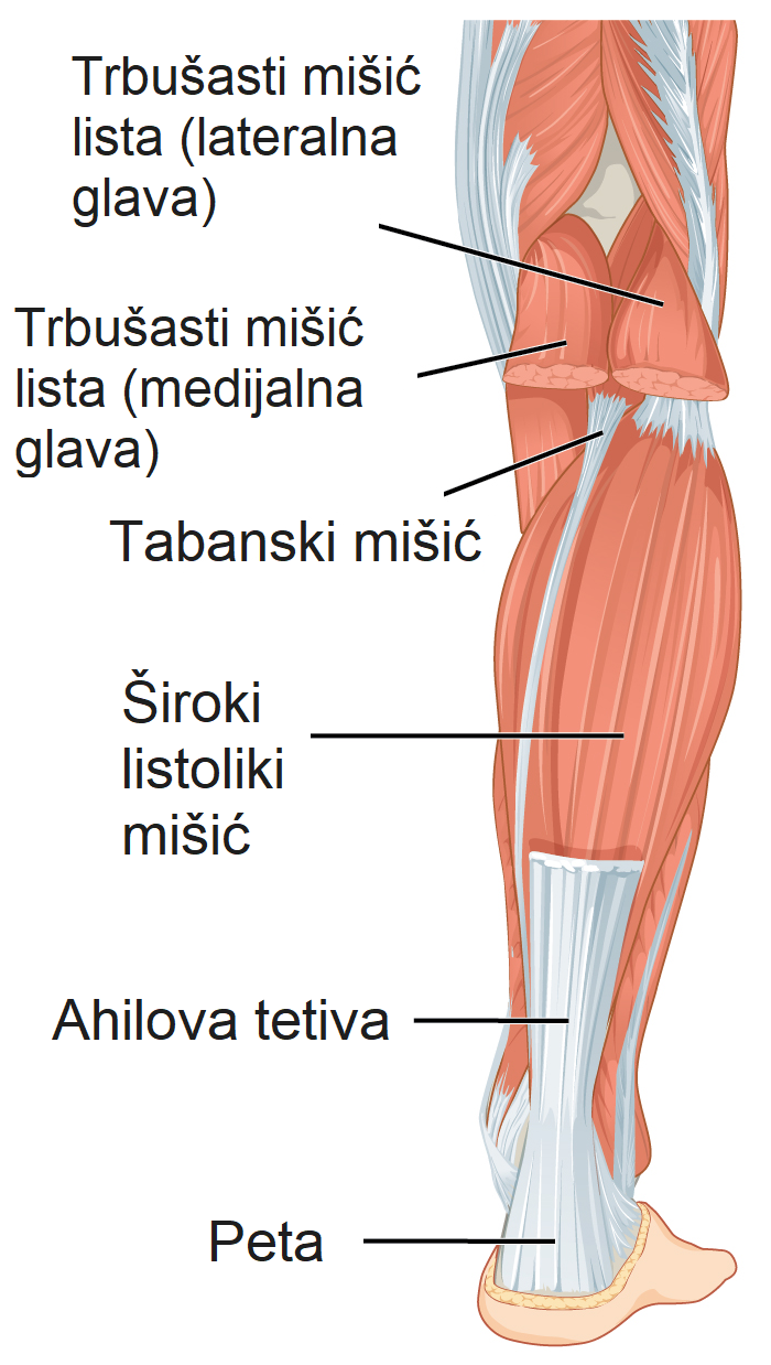 Ahilova tetiva: rehabilitacija nakon operacije | Studio Kinetix